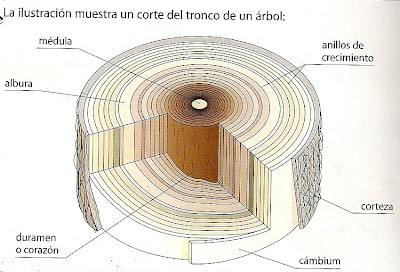 La madera: Composición de la madera