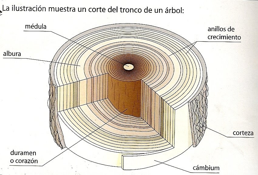 La madera: Composición de la madera