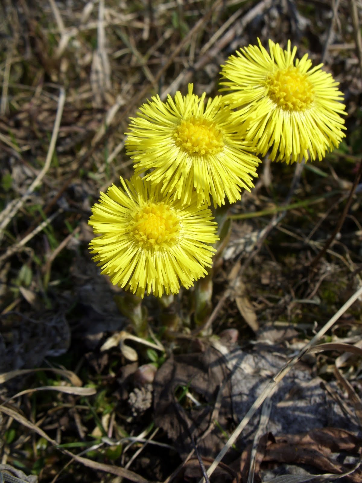 Triinu ajaveeb: Kevad käes. Ja nii ongi:)
