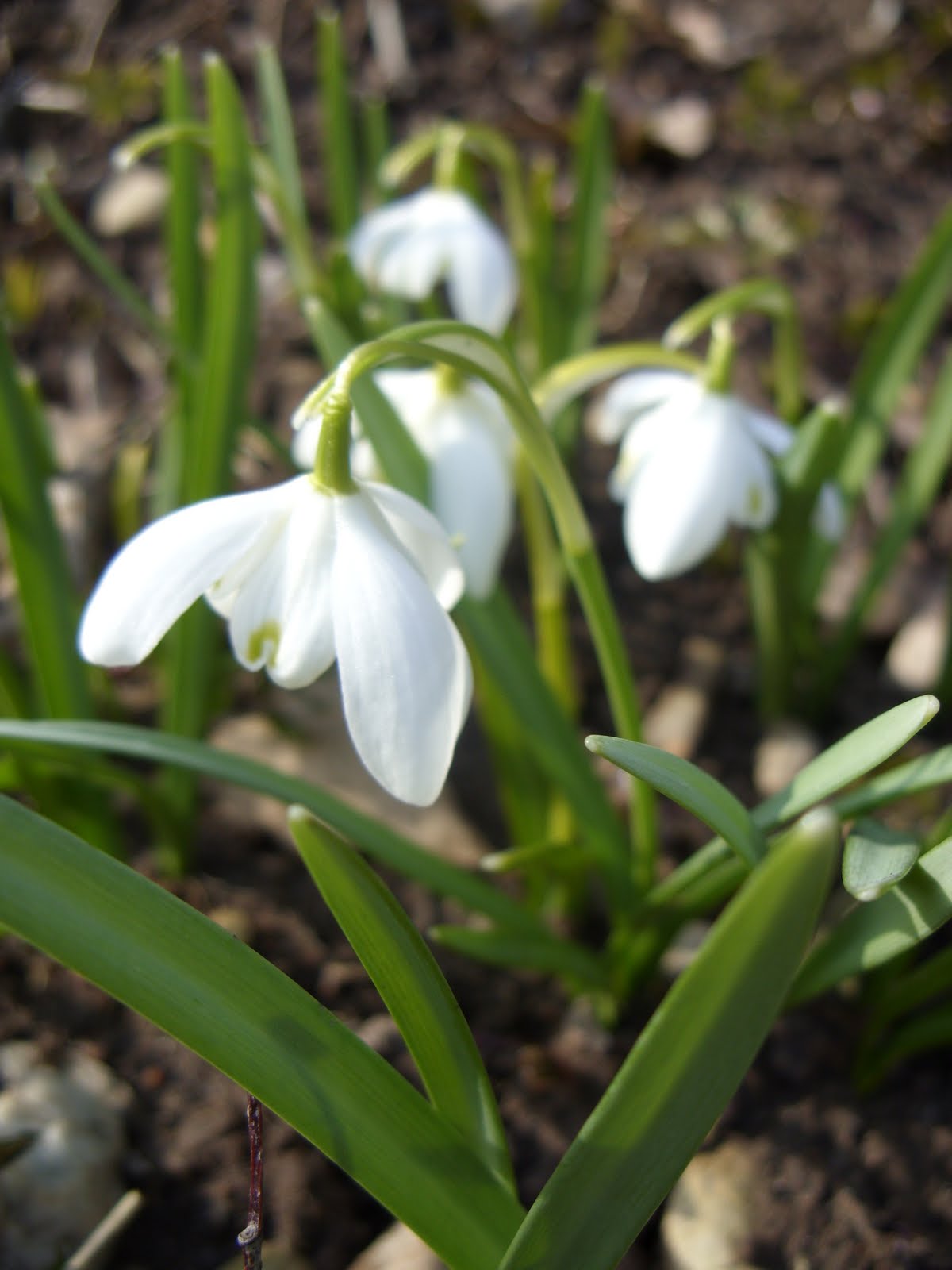 Triinu ajaveeb: Kevad käes. Ja nii ongi:)