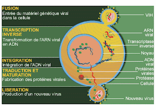 TPE-sida: I– Le Sida, une maladie du système immunitaire