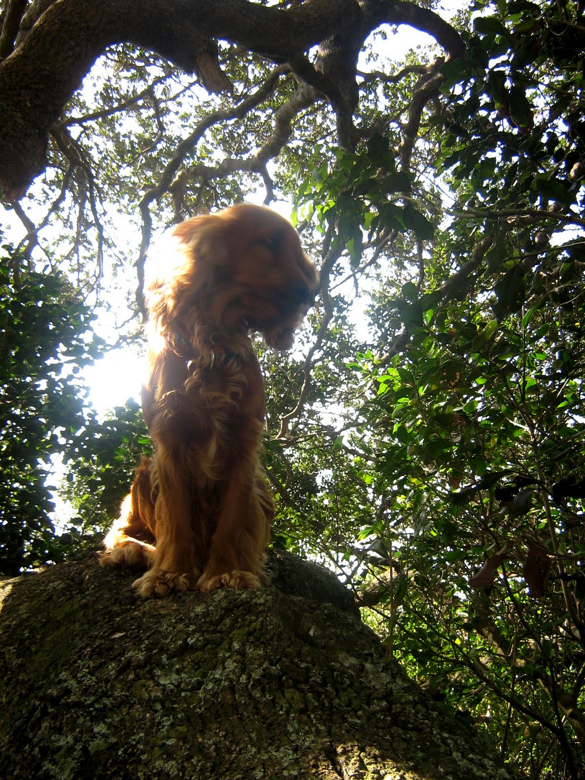 Milkwood Musings: Tag the tree climbing dog