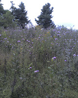Hawksbill Cabin: Wildflowers on Skyline Drive