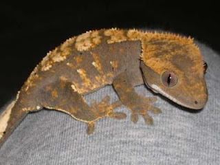 Animaux Exotiques: Geckos à Crête