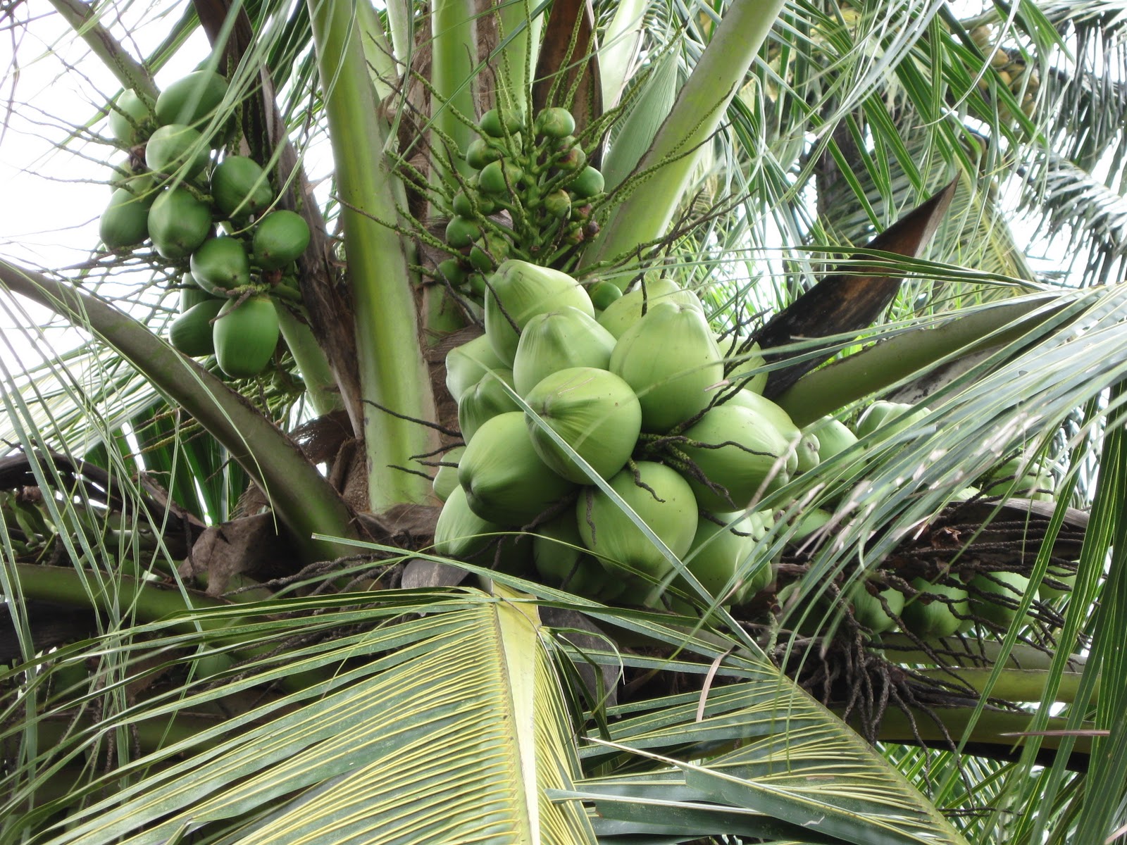 Coconut Tree | Best Photography - Nature|Professional|Macro|Flower ...