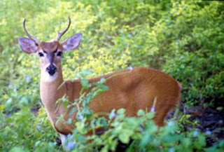 NATURALEZA LLANERA: VENADO