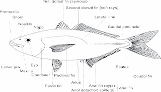 ACEH ASOKAYA: ANATOMI IKAN