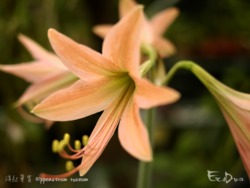 淡紅華胄 Hippeastrum roseum | | | | | 弱智花園手記 The Idiotic Garden Notandum