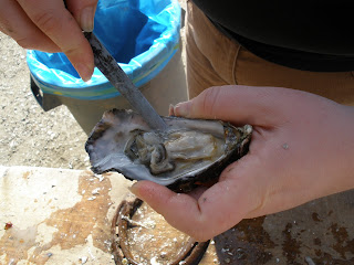 Uncovering Food: Aw Shucks! A Lesson in How to Shuck Oysters