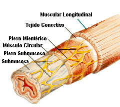 digestivoinervacion at emaze Presentation