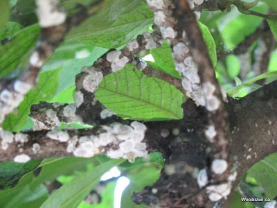 WoodisFun: Magnolia Scale