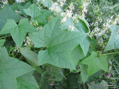 WoodisFun: Burcucumber (Sicyos angulatus)