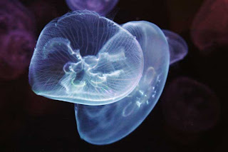 Le fabuleux destin du pingouin: La repro de la méduse