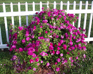 Along the Picket Fence: Along the Picket Fence: Seven Sisters Rambler Rose