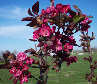 Along the Picket Fence: Robinson Crabapple: What's Blooming Now 4-16-09