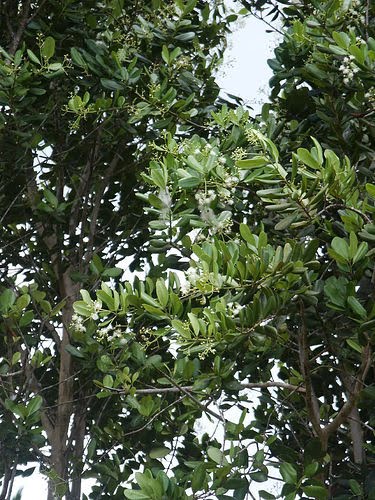 How to Make an Apple Pie and Travel the World: Kurundu Trees in Sri Lanka