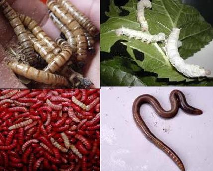 Ciencias Naturales: Vertebrados e Invertebrados