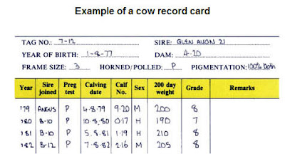 Philippines Cattle Raising: Cattle Record Keeping