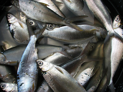 Pera ni Juan: Burong Bangus