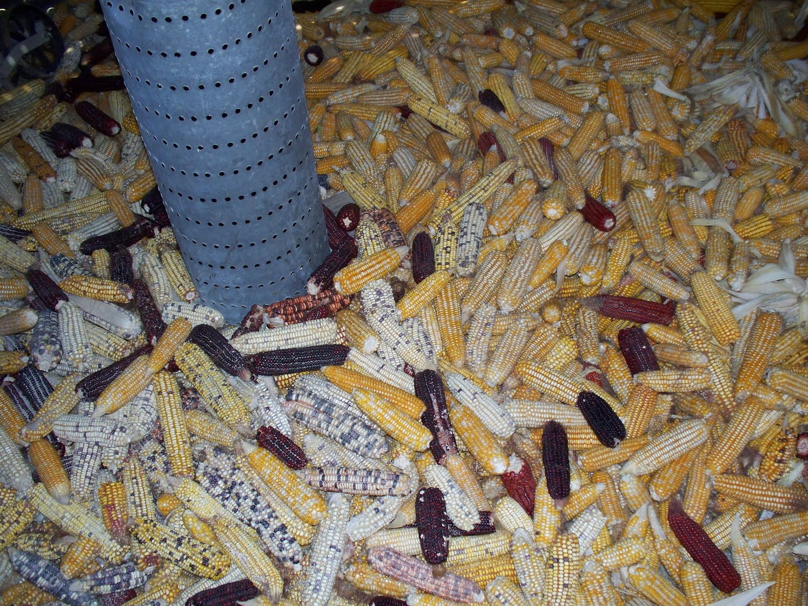 Bishop's Homegrown Produce/Face Of The Earth Seed: Amanda Palmer corn ...