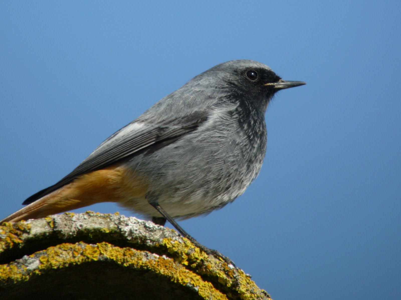 Hedgeland Tales: Black Redstart....one from my archive