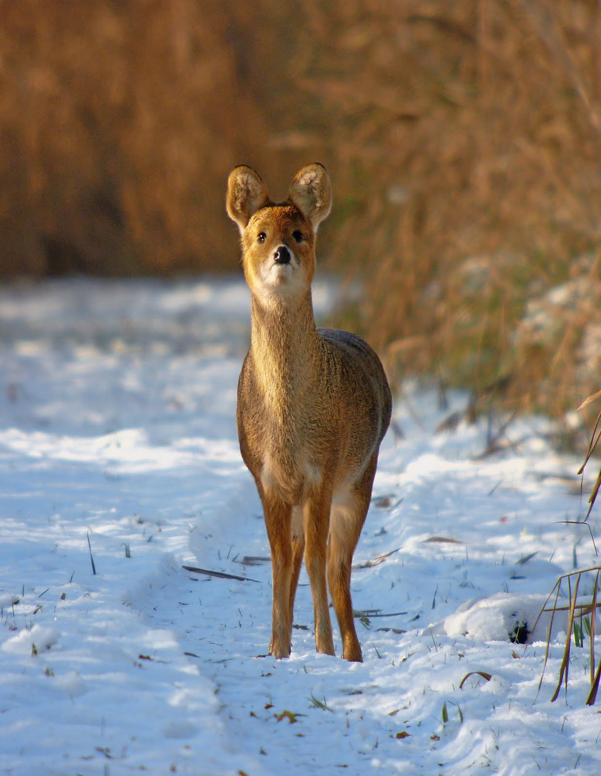 Hedgeland Tales: Chinese Water Deer:Part 2
