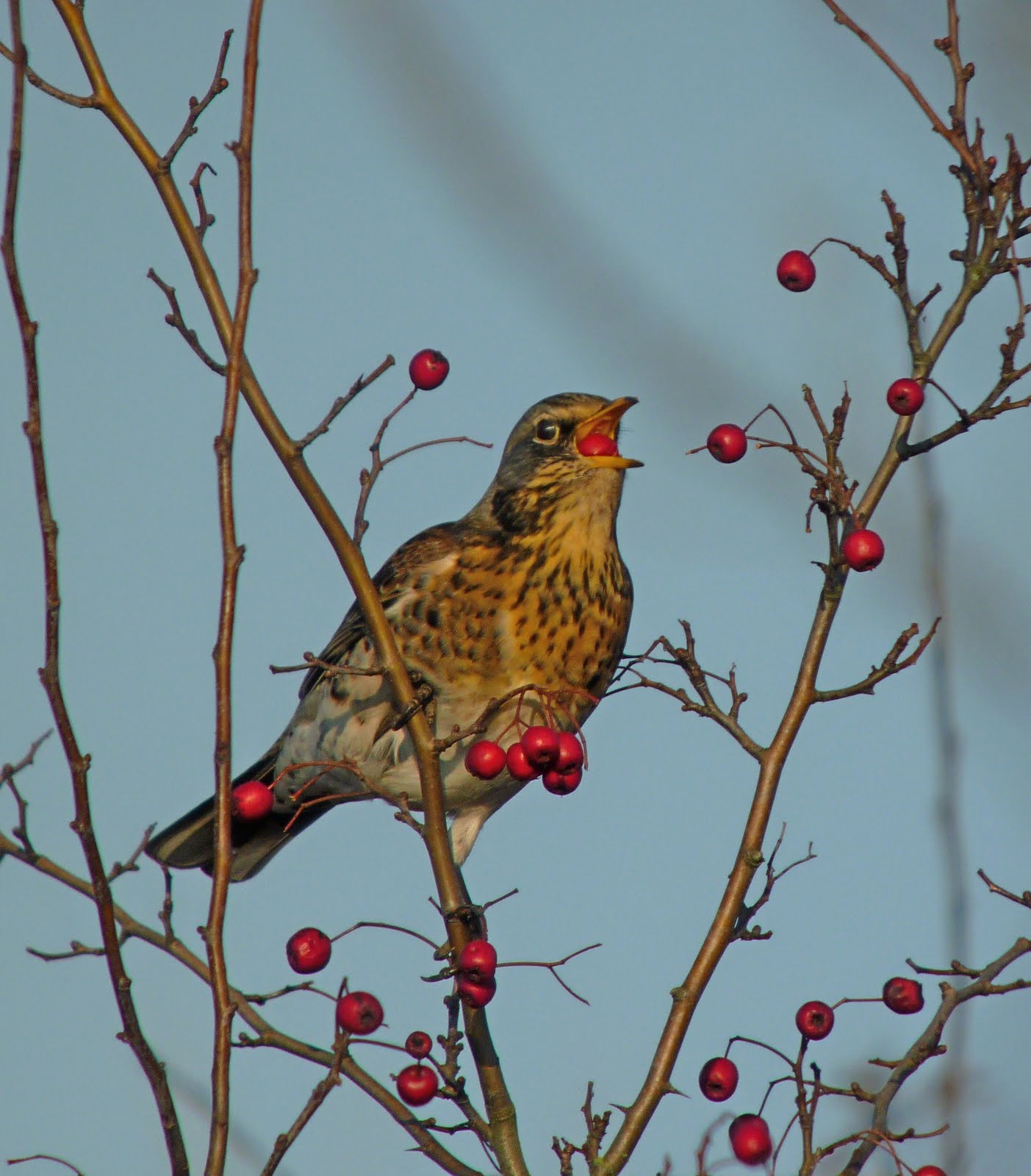 Hedgeland Tales: Fieldfare