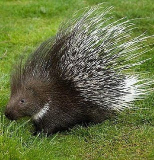 Flecos y sus secuelas Tendencias - Crímenes de la Moda