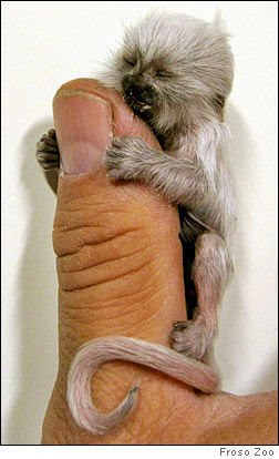 Paranormal And Strange World: Finger Monkey
