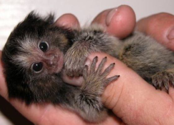 Paranormal And Strange World: Finger Monkey