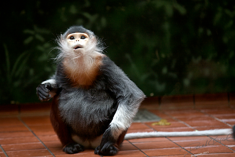 Derek Brad Photography: Primates and Small Mammals: Philadelphia Zoo