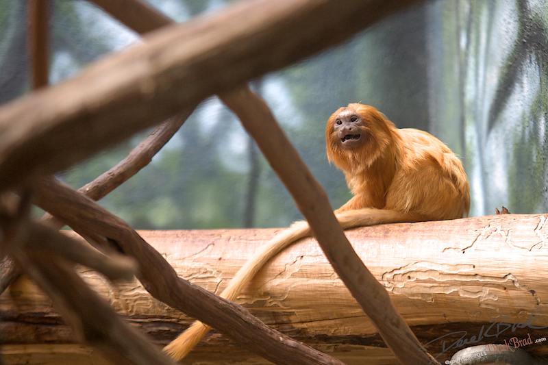 Derek Brad Photography: Primates and Small Mammals: Philadelphia Zoo