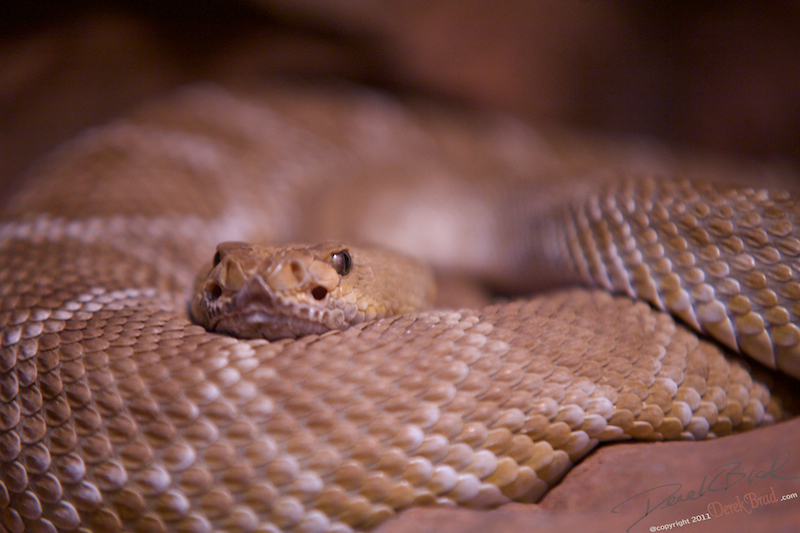 Derek Brad Photography: Reptiles: Philadelphia Zoo