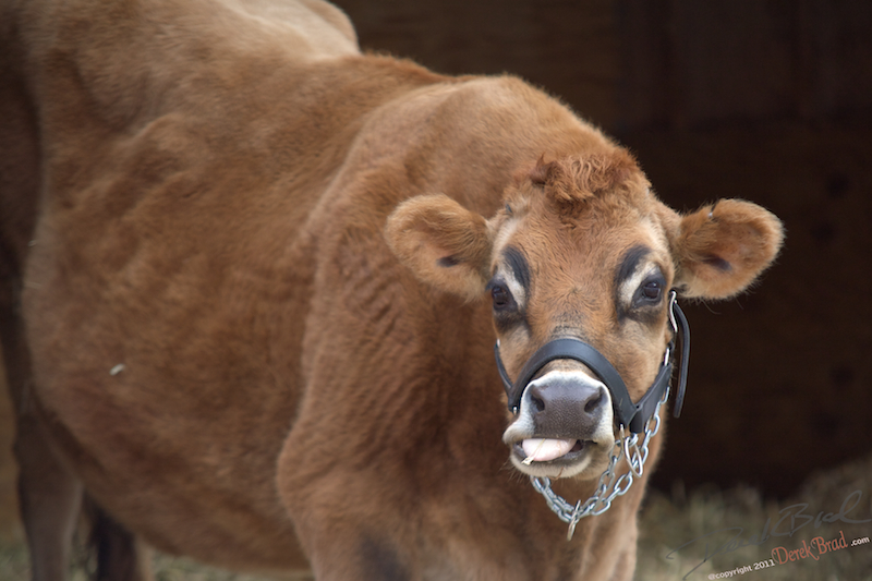 Derek Brad Photography: Farm Animals : Philadelphia Zoo