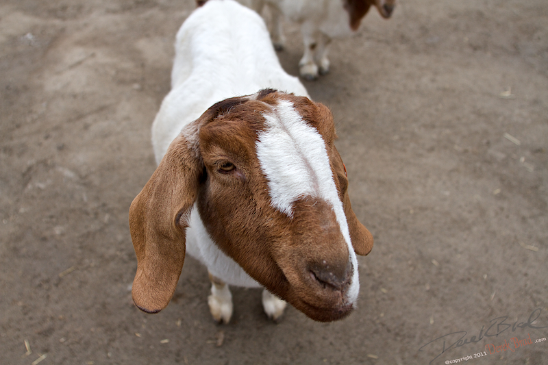 Derek Brad Photography: Farm Animals : Philadelphia Zoo