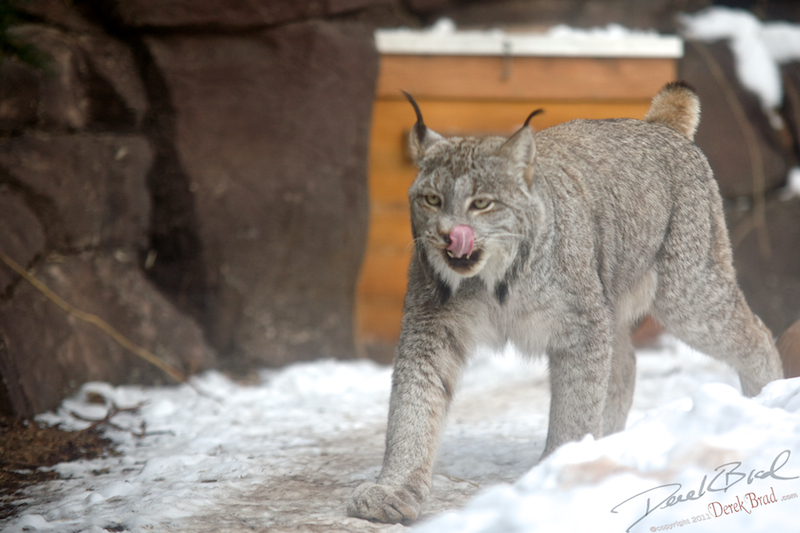 Derek Brad Photography: Big Cats : Philadelphia Zoo