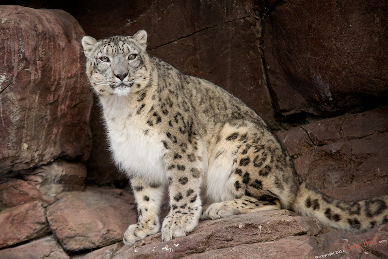 Derek Brad Photography: Big Cats : Philadelphia Zoo