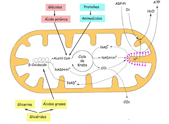 Procesos Catabólicos: Catabolismo