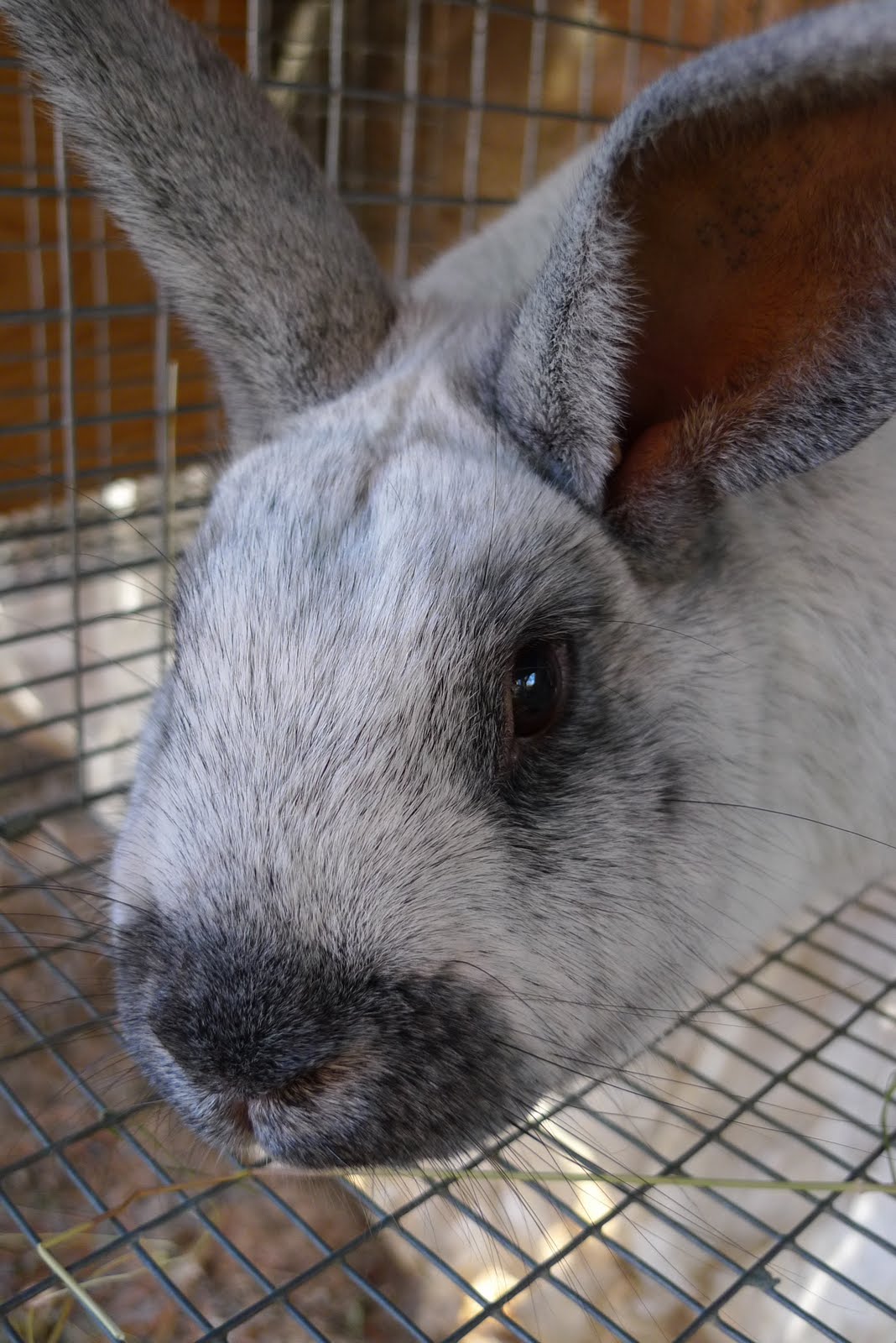 Raising Champagne D'Argent Rabbits - Backwoods Mama