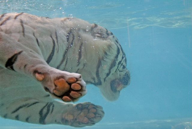 twitice: Amazing White Bengal Tiger Eating Under Water
