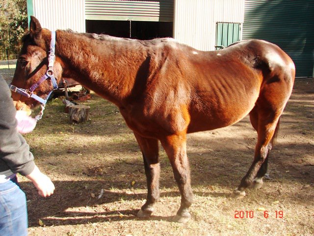 Save a Horse Australia Horse Rescue and Sanctuary: FREE TO GOOD HOME'S