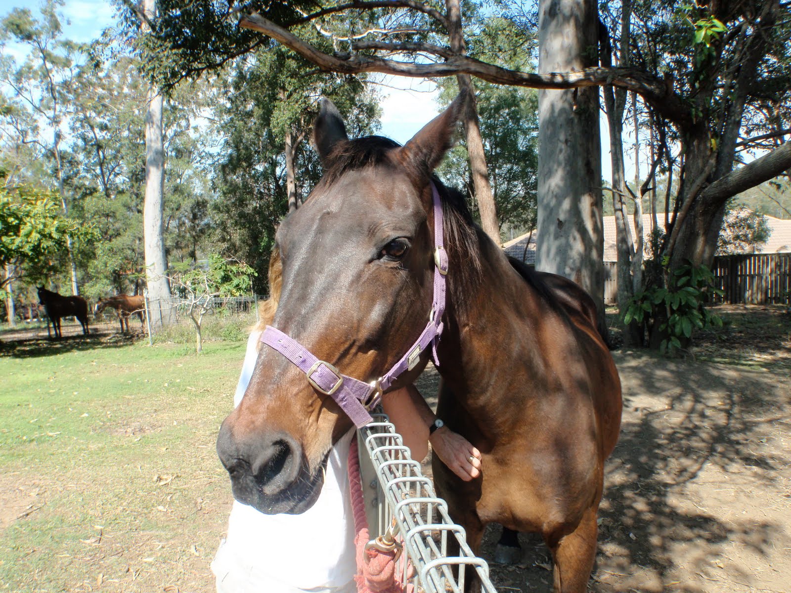 Save a Horse Australia Horse Rescue and Sanctuary: Update on my rescue ...