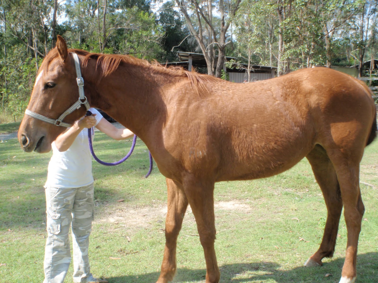 Save a Horse Australia Horse Rescue and Sanctuary: Update on my rescue ...