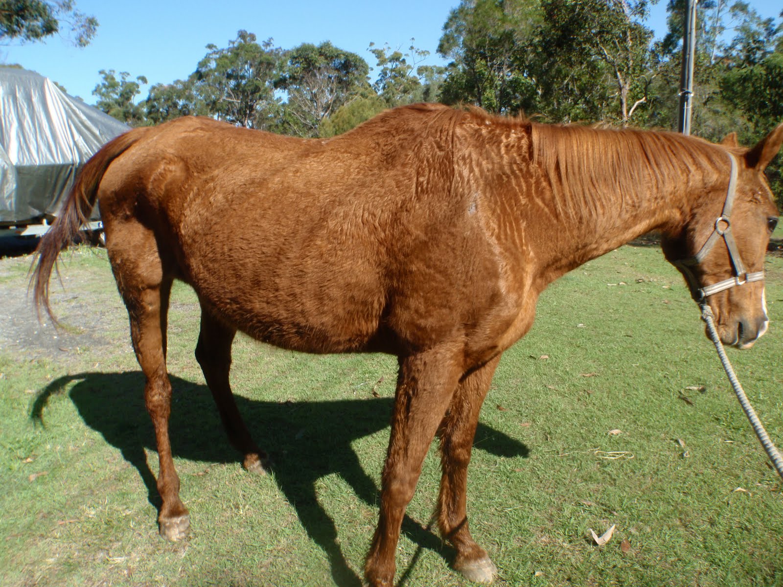 Save a Horse Australia Horse Rescue and Sanctuary: Update on my rescue ...