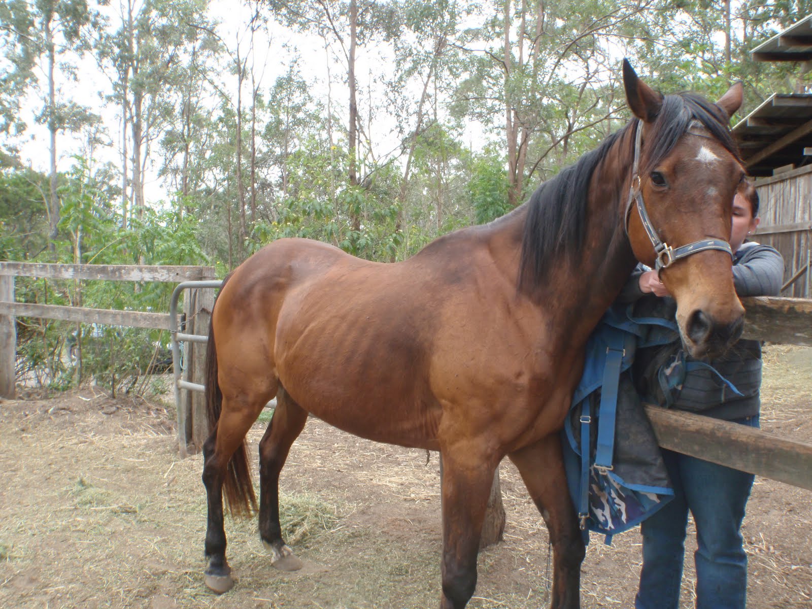 Save a Horse Australia Horse Rescue and Sanctuary: RE-HOMED ♥