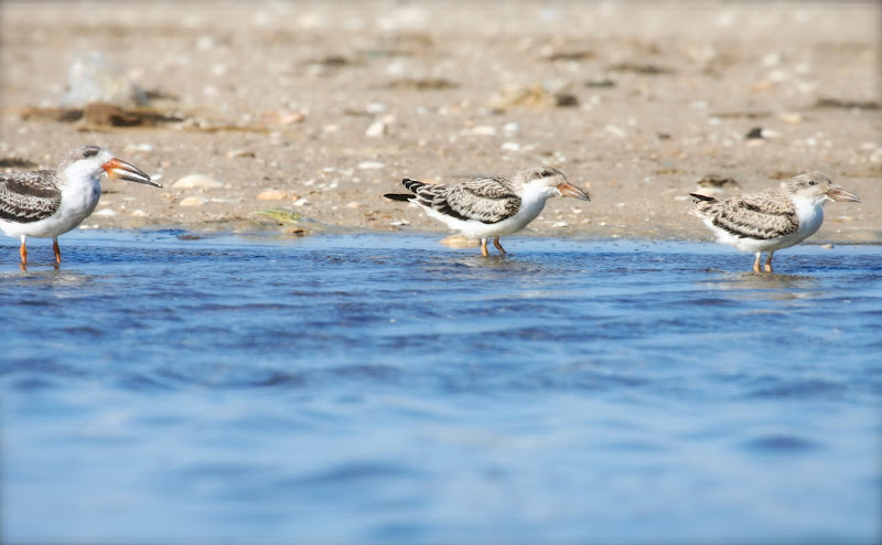 Somewhere in NJ: Some Sandy Hook birds