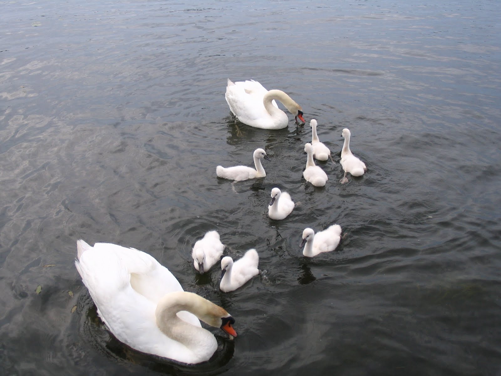 My Shabby Chateau: Baby Swans are Growing!