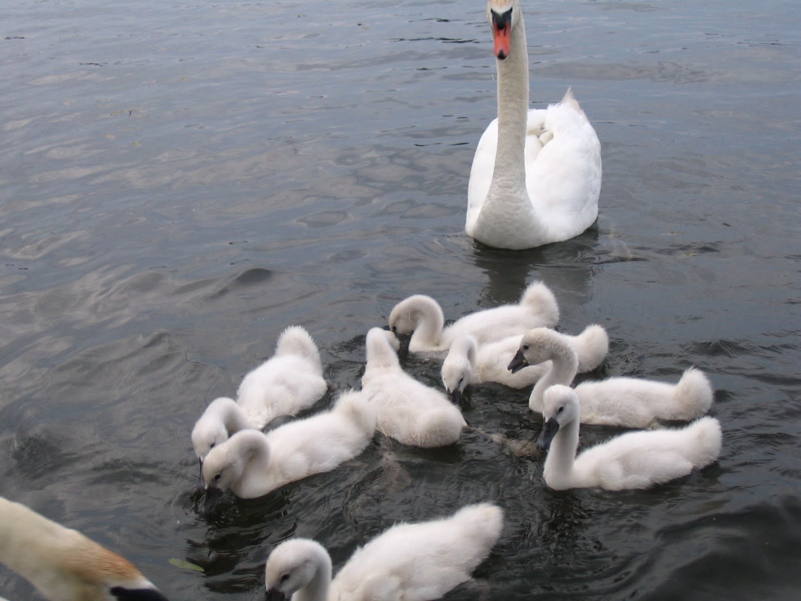 My Shabby Chateau: Baby Swans are Growing!
