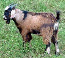 vet.medicine.animal.blog: Breeds of Goats 2 (Meat Goats)