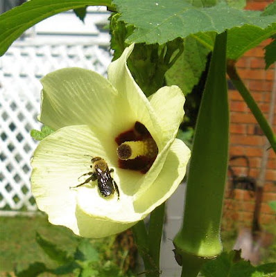 Hand Papermaking with Okra | Little House in the Suburbs